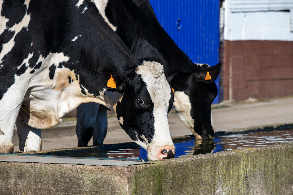 Healthy Rumens Start with Water | Bovine Veterinarian