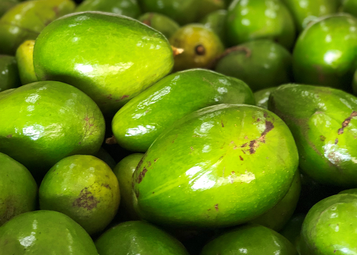Strong crop expected for Florida avocados | The Packer