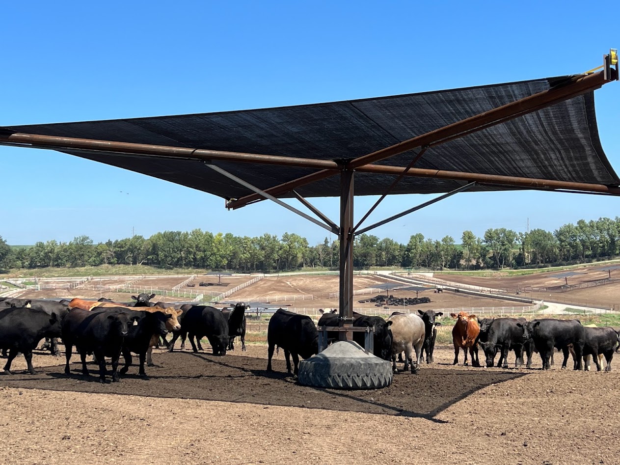 Shade Trees Keeping Cattle Cool In Nebraska Feedyard Drovers
