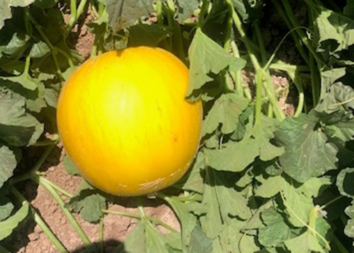 How specialty varieties are attracting melon consumers | The Packer