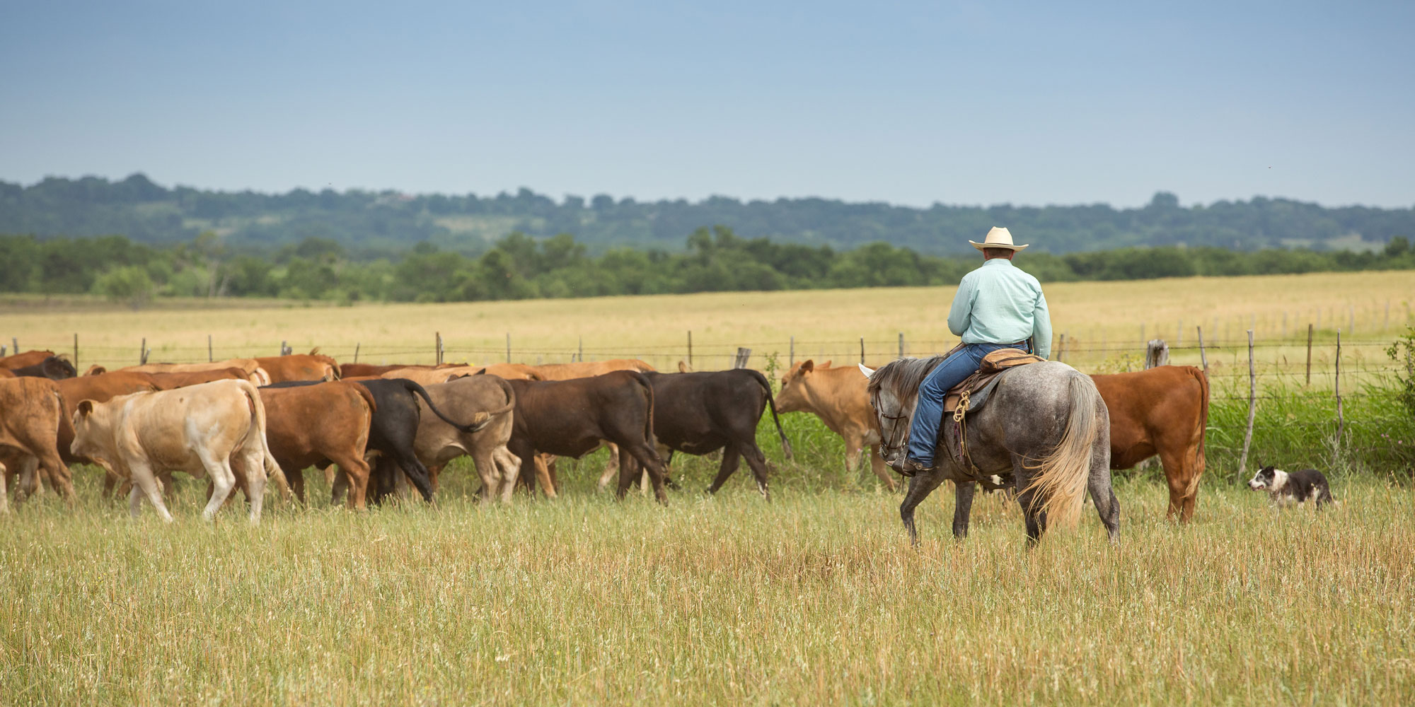 Making herd genetic advancements is a benefit to cattlemen and ...
