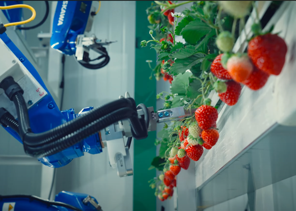 Oishii touts automation, sustainability at new indoor vertical ...