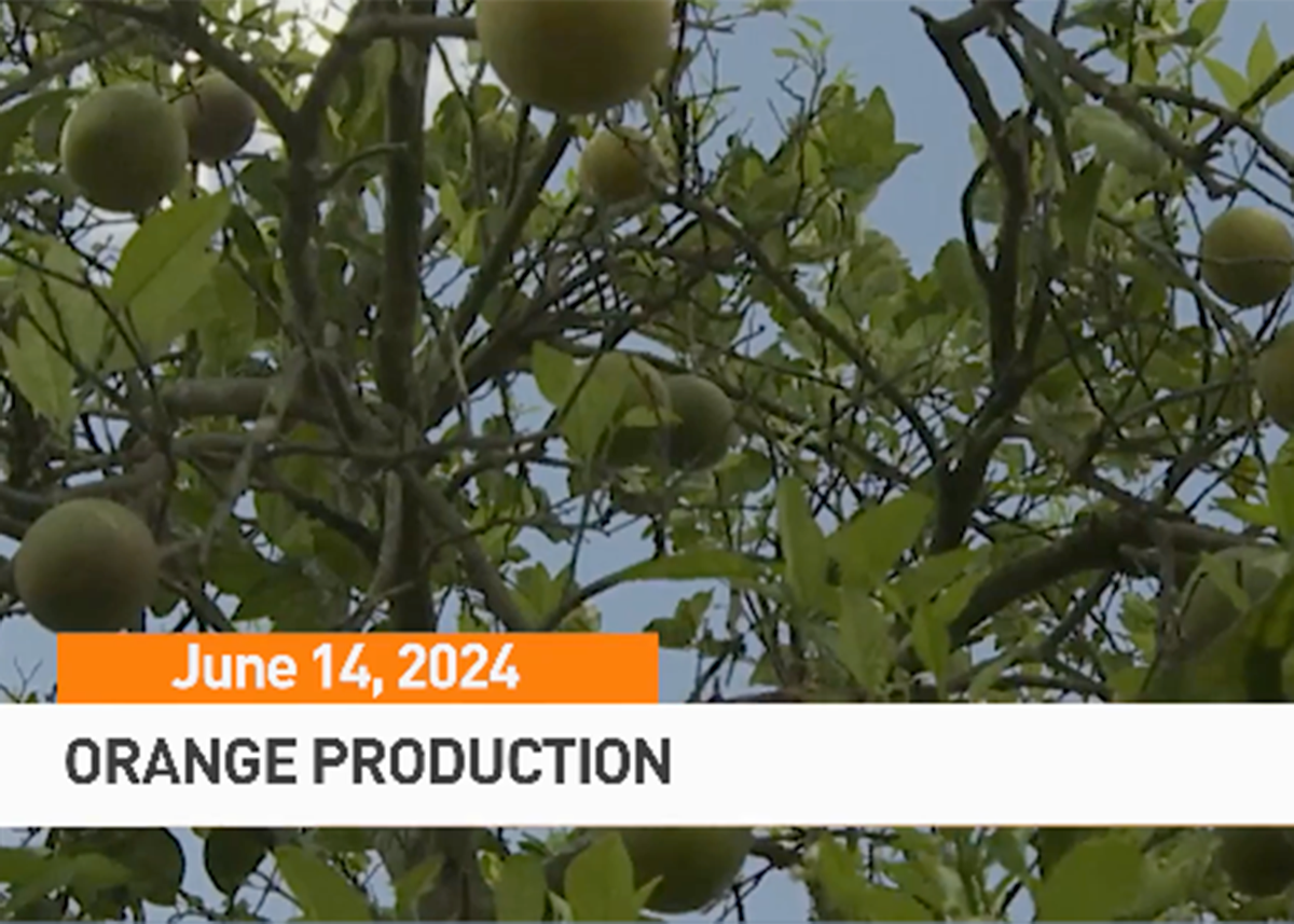 After a historically small citrus crop, is Florida finally bouncing ...