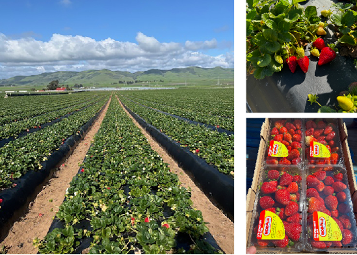 ‘Exceptional’ strawberry crop anticipated | The Packer