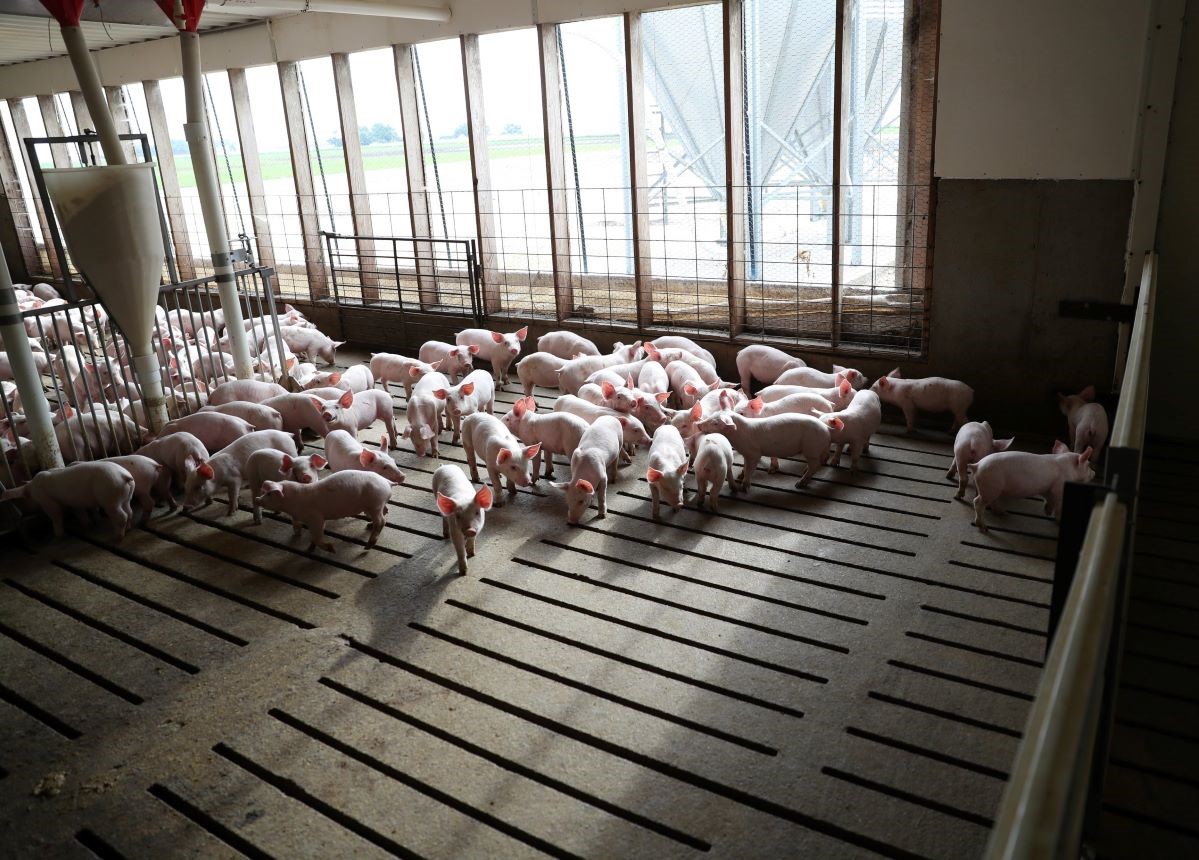 New Decision-Making Tool Helps Pig Farmers Fight PCVAD | Pork Business