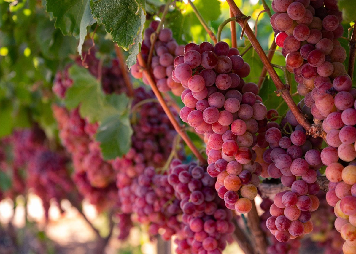 Four Star Fruit expects robust Holiday grape season | The Packer