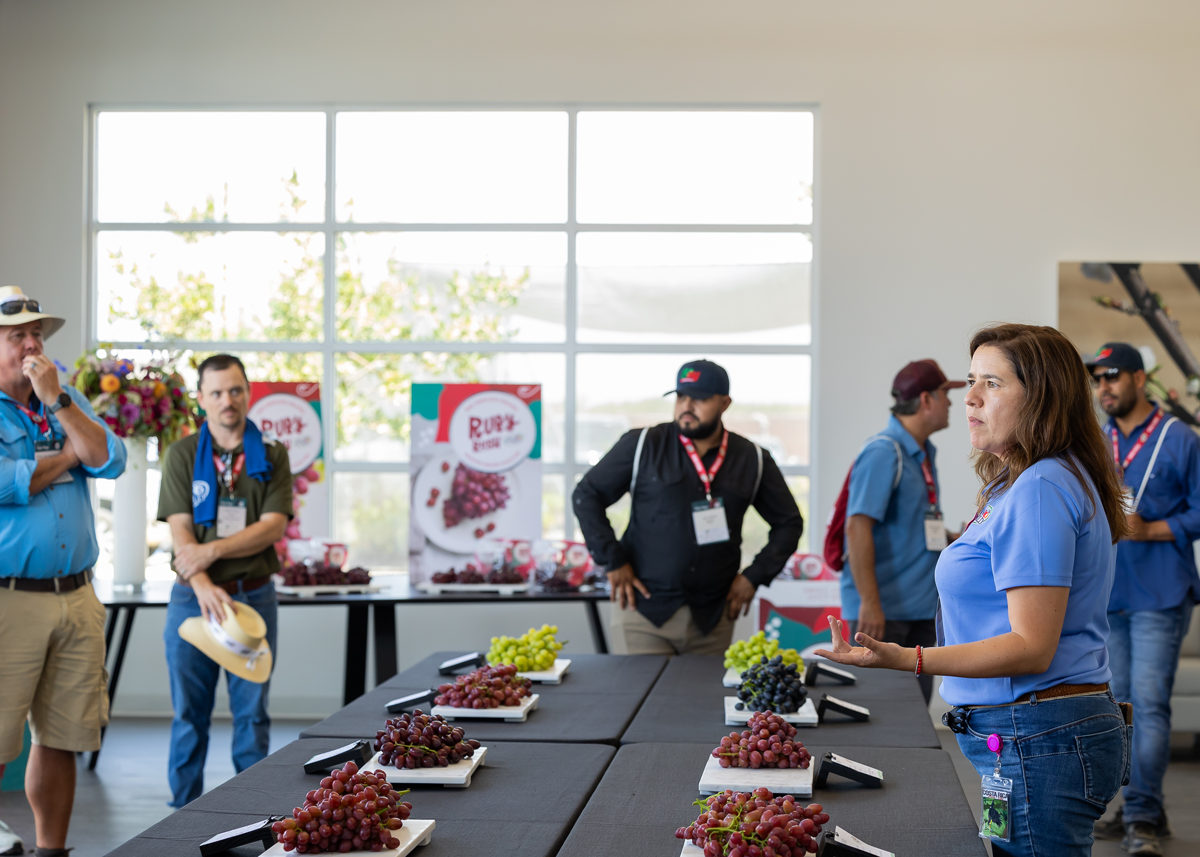 Sun World hosts early season table grape field day | The Packer