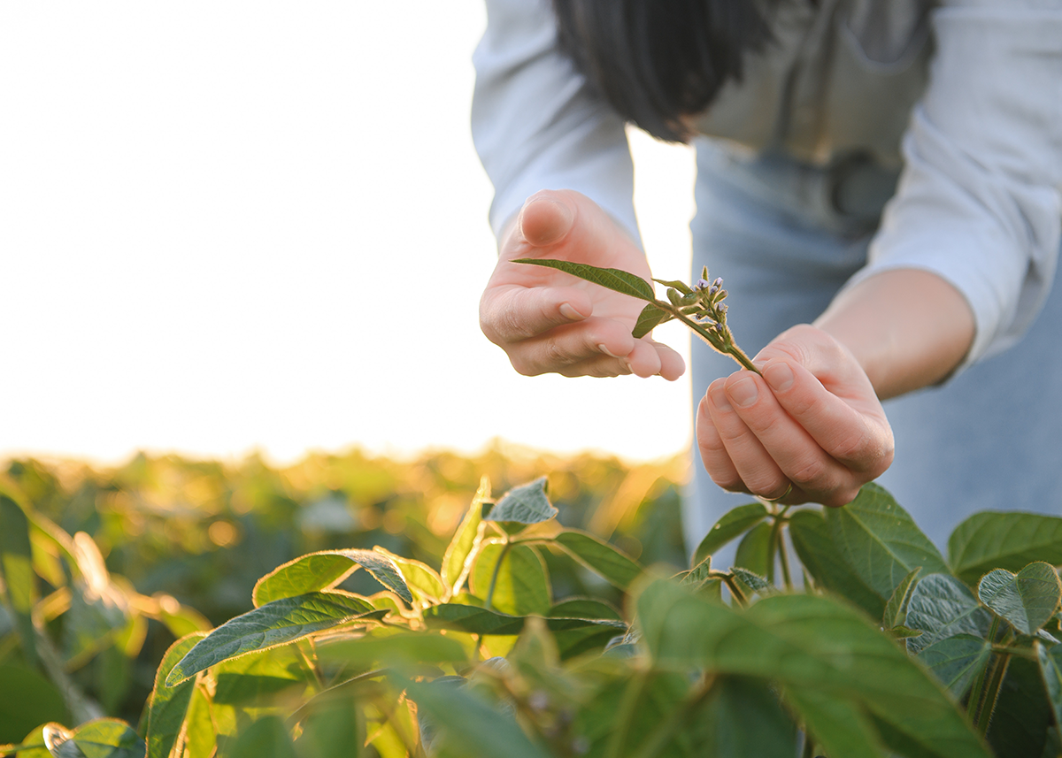 Japan attempts to reverse declining farm labor availability | The Packer