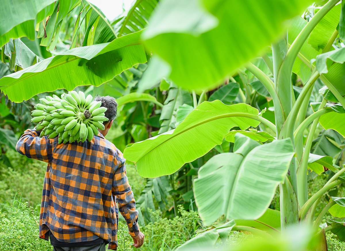 Equifruit to tout fair-trade initiatives at SEPC Southern Innovations ...