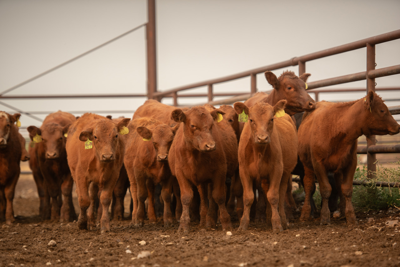Feeding Weaned Calves this Winter | Drovers