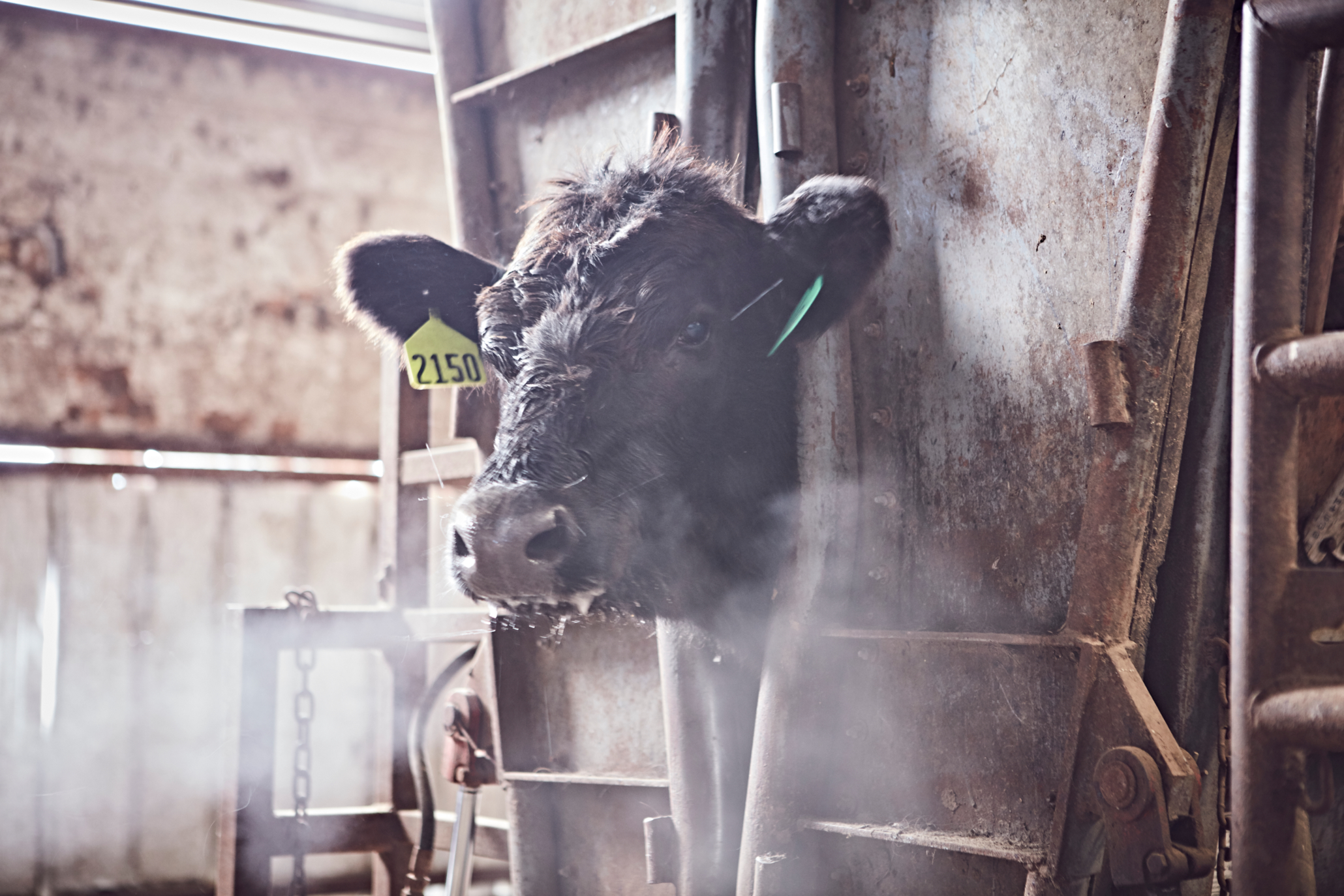 Cattle Drenching Tips Help with Efficacy of Product | Drovers
