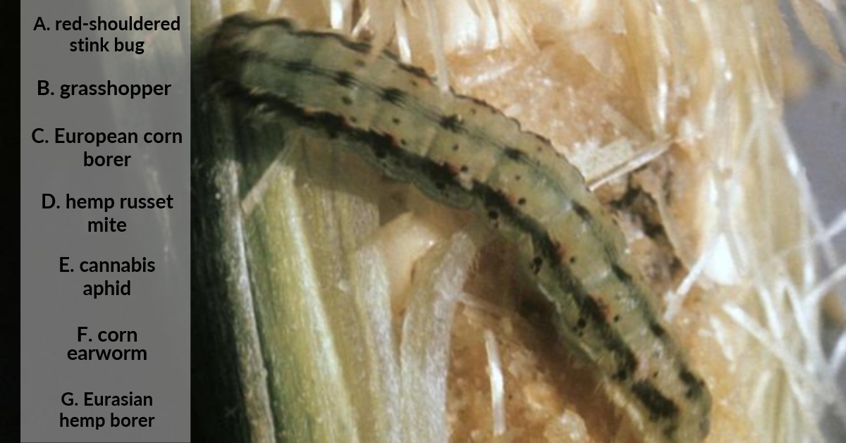 Pop Quiz! Can You Identify These Hemp Pests? Question 5 | AgWeb