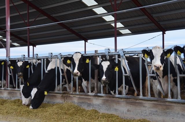 Steering Your Dairy Day-to-Day to Avoid the "Drift" | Dairy Herd