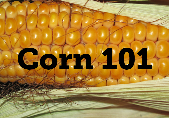 Corn 101 | The Packer