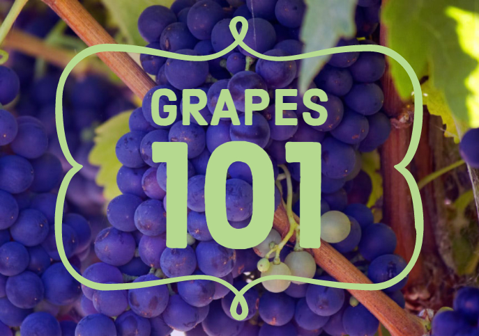 Grapes 101 | The Packer