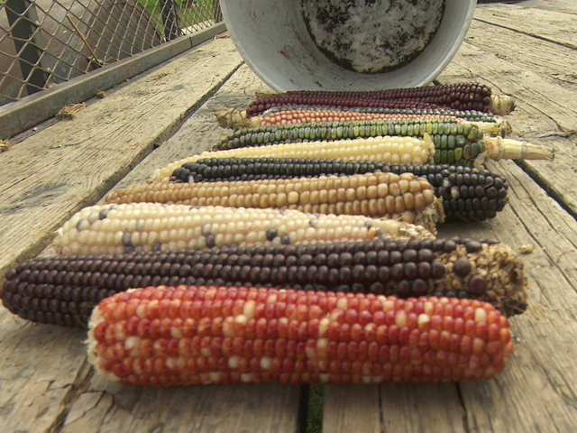 Meet the One Farmer Who Grows for South Dakota's Famous Corn Palace | AgWeb