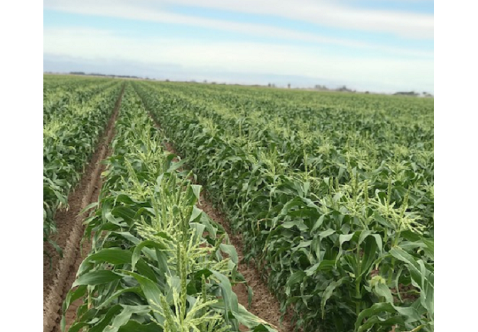California sweet corn ready to start | The Packer