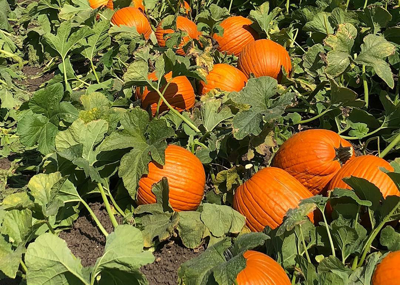 5 Things You Should Know Before Planting Niche Crops | AgWeb