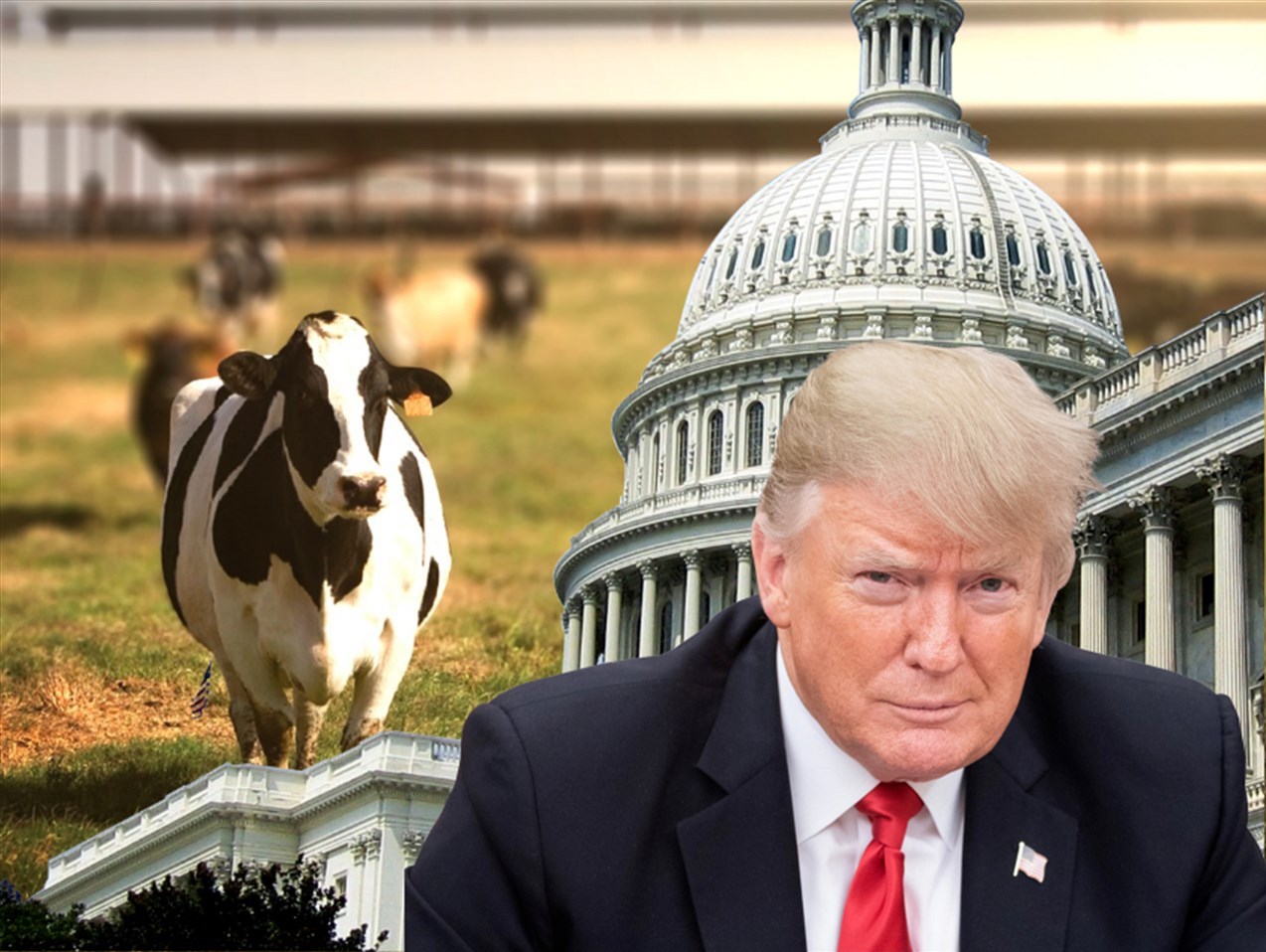 Trump Criticizes Green New Deal FAQ for Farting Cow Reference | Dairy Herd