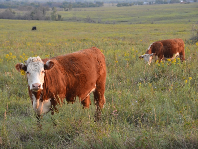 Why Use Native Warm-Season Grasses for Heifer Development? | Drovers