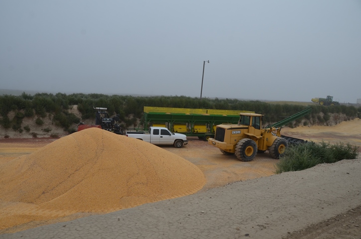 Corn Farmers in Texas Panhandle Welcome Recent Cool Weather | AgWeb