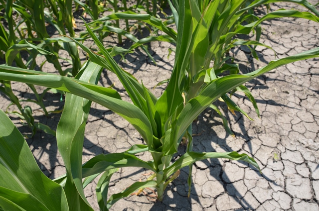 Hot, dry weather stresses crops in heart of the Corn Belt and Northern ...