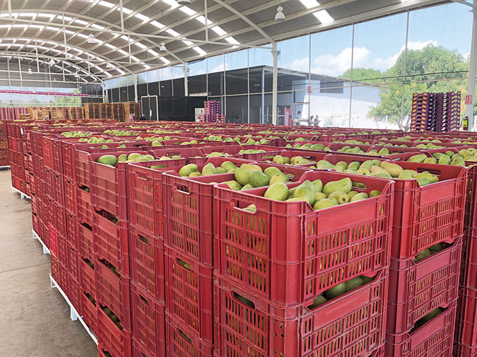 Mango importers hustle to meet Cinco de Mayo demand | The Packer
