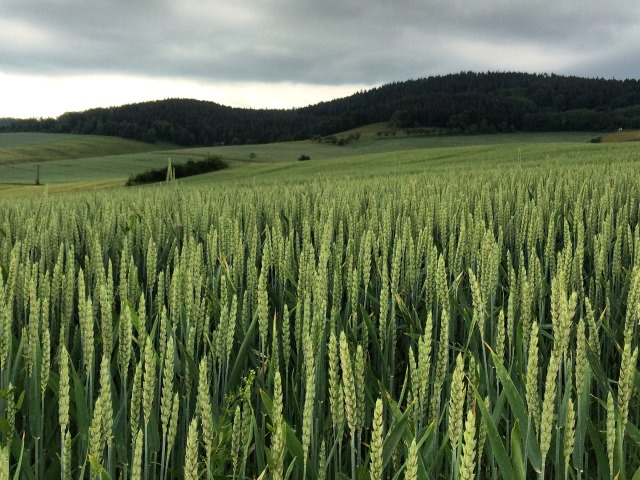 A Look at European Crop Production | AgWeb