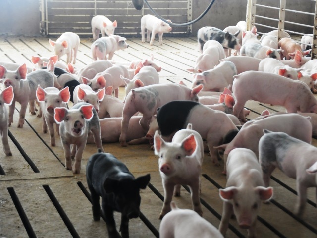 Wean-to-Finish Biosecurity: Simple Start Tips | Pork Business