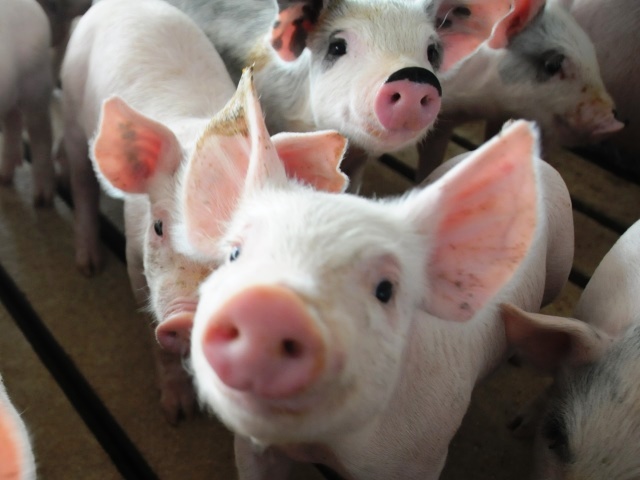 K-State Researchers Uncover Clues to Improving Pig Survivability | Pork ...