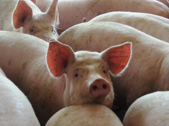 Hog Barn Taxes and Depreciation: Is Contract Growing An Option For You ...