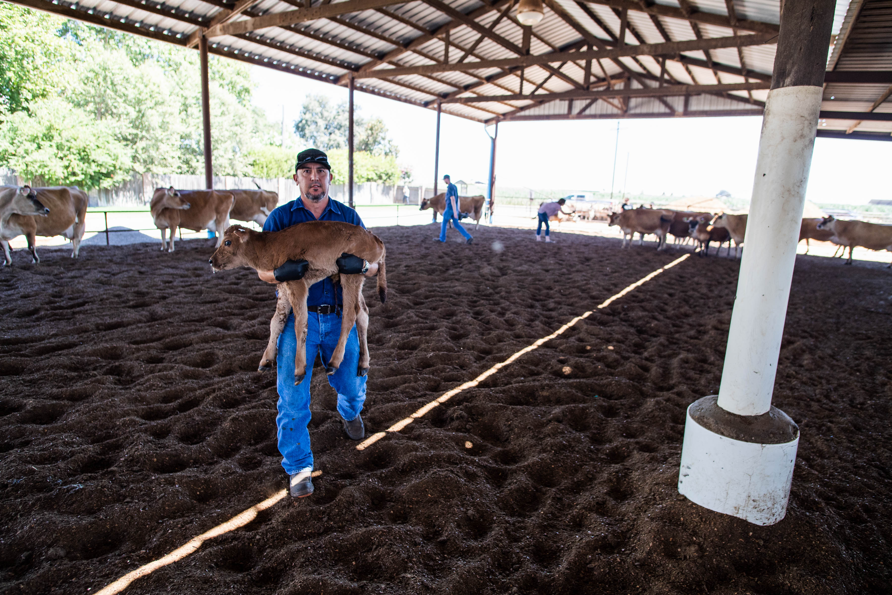 The 5 Important Skill Sets Every Herdsperson Needs to Know | Dairy Herd