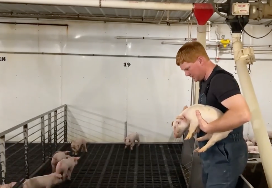 A Hog Barn and Sweat Equity Helped This South Dakota Farmer Get His ...