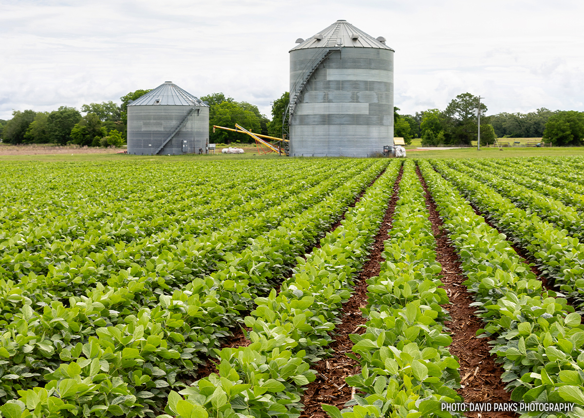 Georgia Farmer Reaps Bigger Yields By Focusing On Better Acres | AgWeb