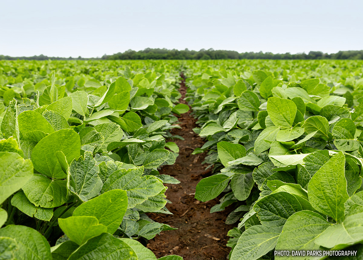 Georgia Farmer Reaps Bigger Yields By Focusing On Better Acres | AgWeb