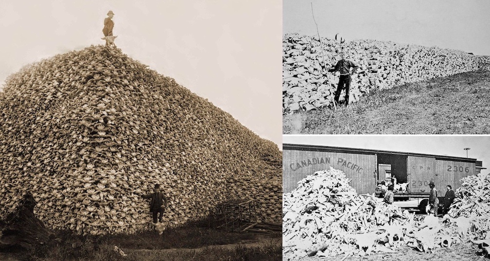 How Fertilizer Madness Sparked a Turd War and Turned Guano Into Gold ...