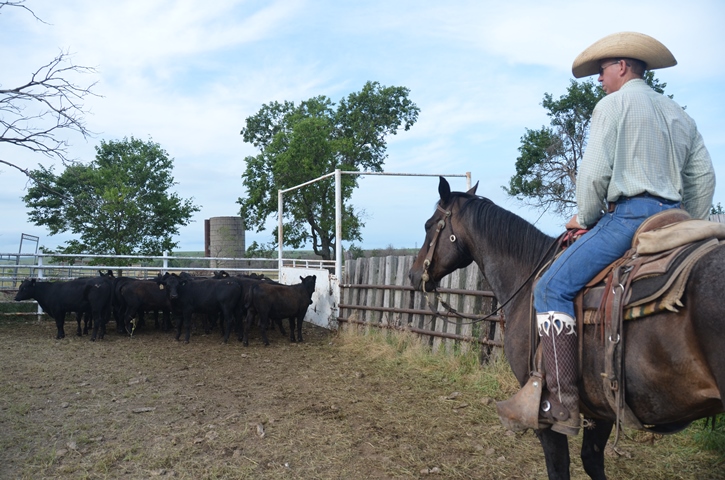 Ranch Life: Shipping Cattle in the Flint Hills of Kansas | Drovers