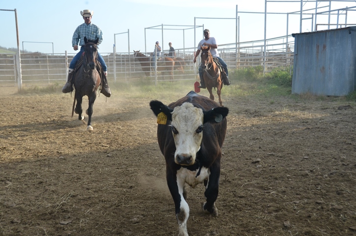 Ranch Life: Shipping Cattle in the Flint Hills of Kansas | Drovers