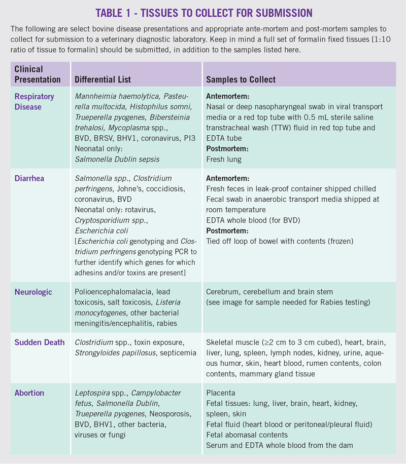 How To Work With A Veterinary Diagnostic Laboratory | Bovine Veterinarian