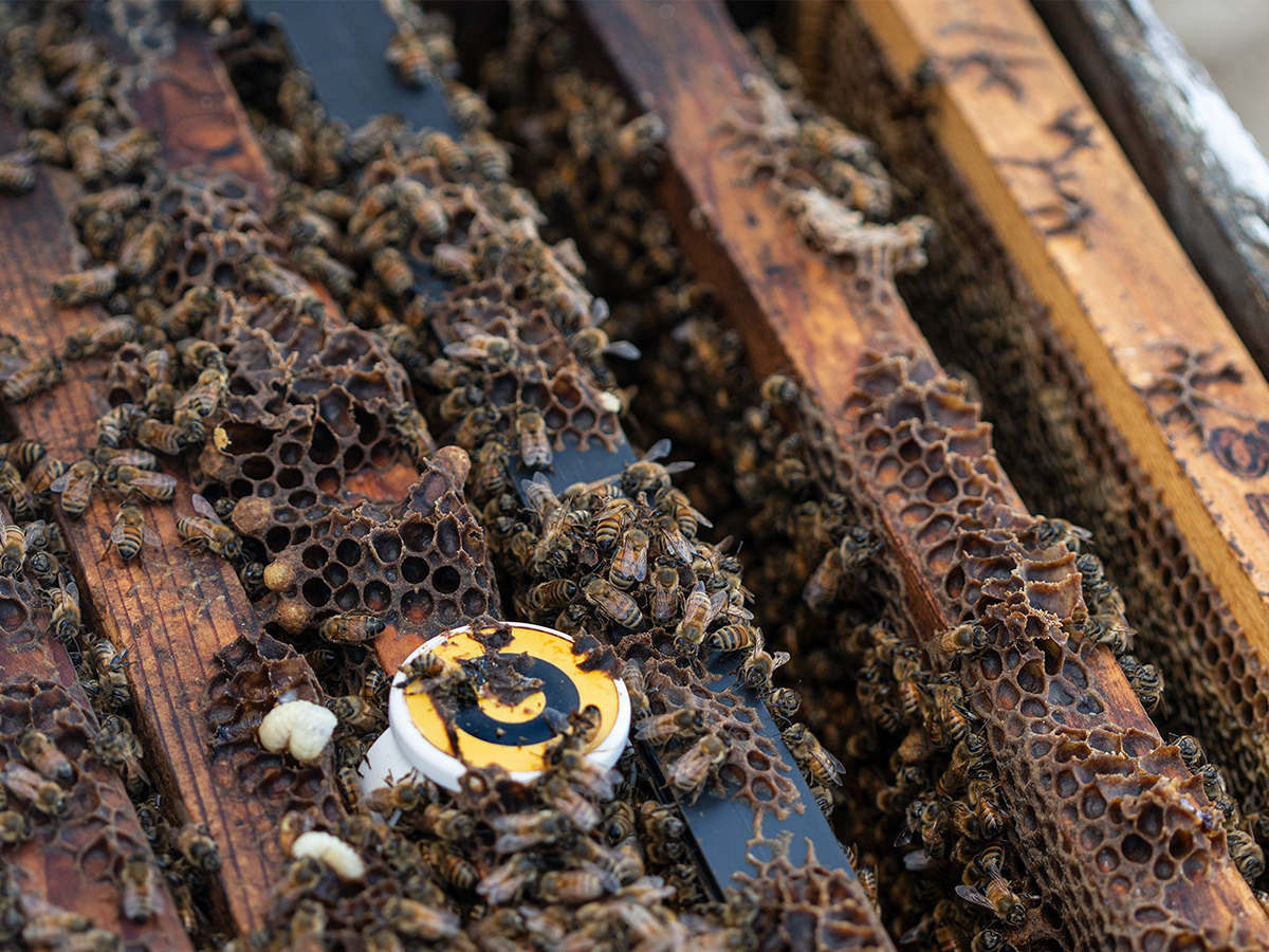 BeeHero takes growers inside the hive | The Packer