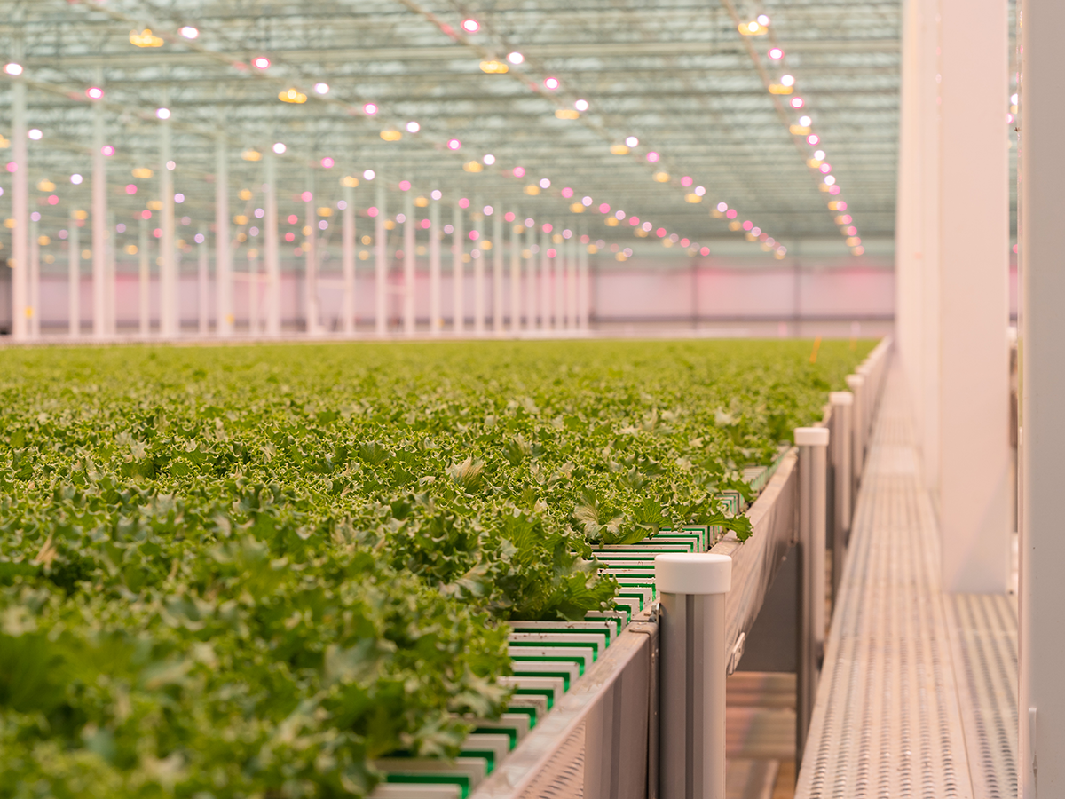 CEA growers talk opportunities, challenges for 2024 | The Packer