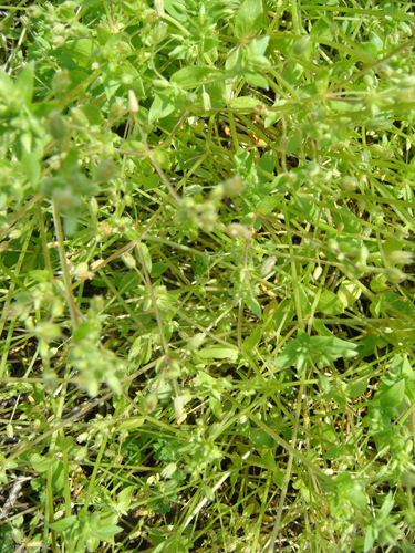 Identify Your Early Season Weeds | AgWeb