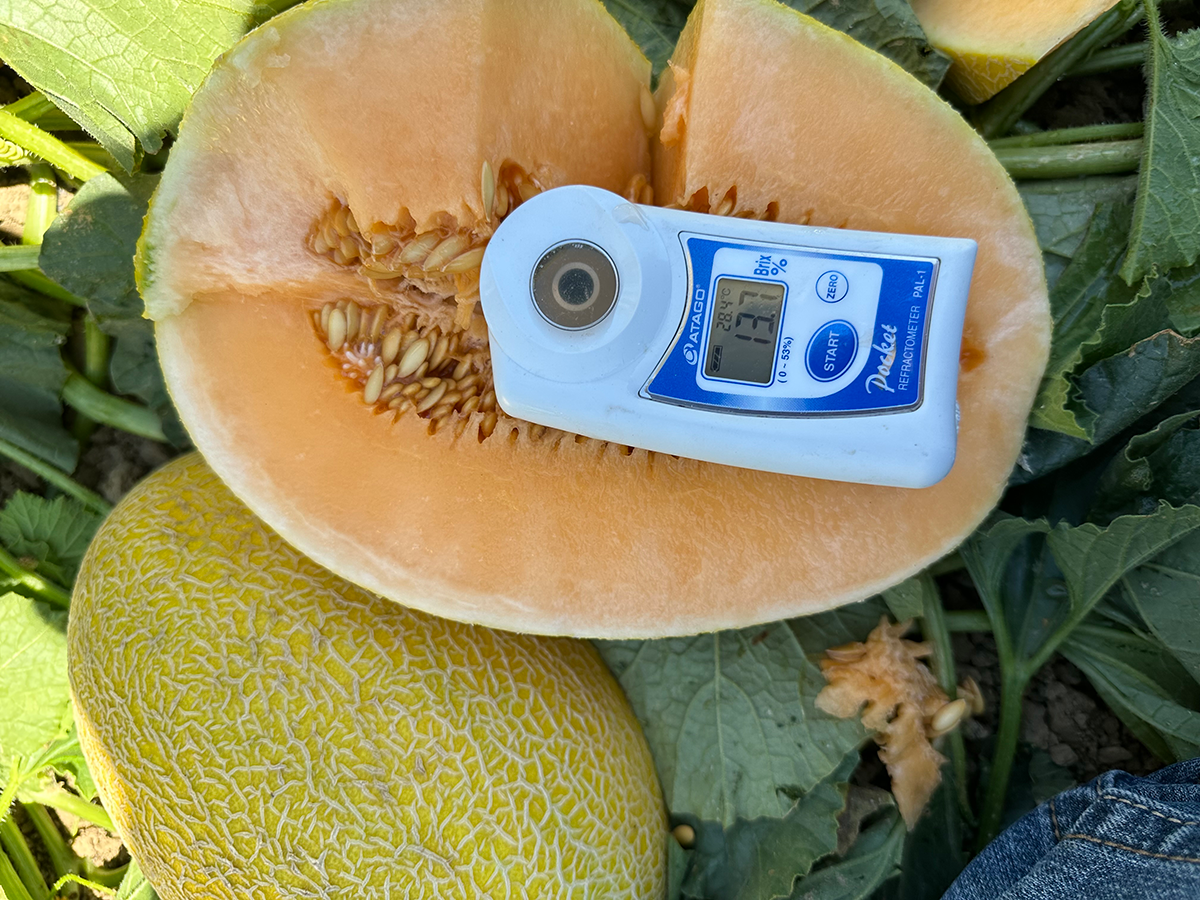 How specialty varieties are attracting melon consumers | The Packer