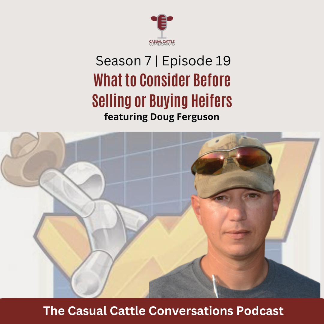 What to Consider Before Selling or Buying Heifers | Drovers