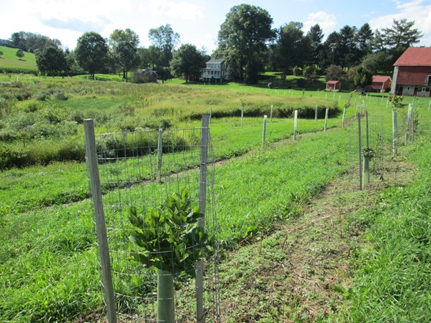 Planting Forest Buffers Can Bring a Stream of Benefits to the Farm | AgWeb