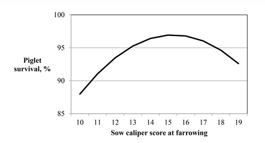 Body Condition Targets to Optimize Sow Well-Being, Reproduction | Pork ...