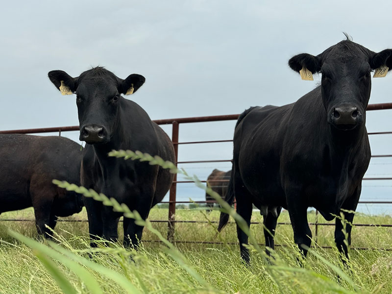 Playing the Long Game: What Works at G Bar C Ranch | AgWeb