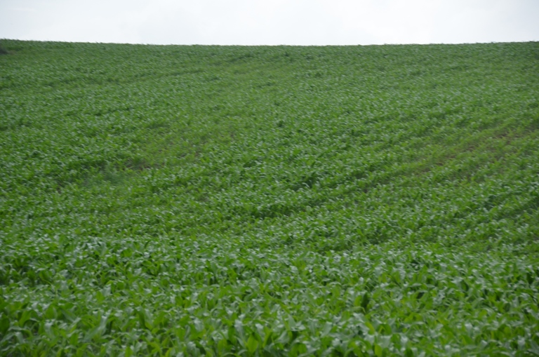 A Look at European Crop Production | AgWeb