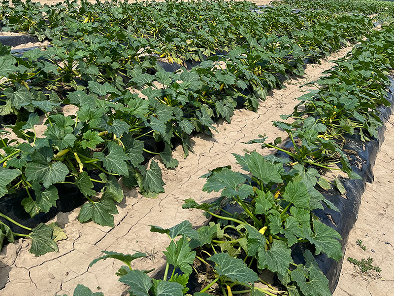 Ohio growers say dry conditions helping vegetable quality | The Packer