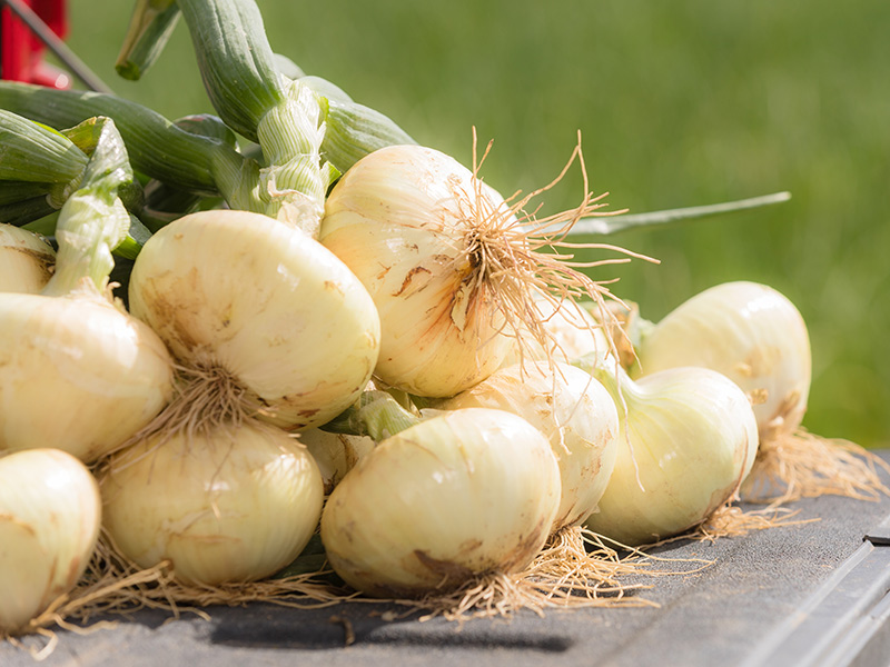 Positive outlook persists among Georgia growers despite bad weather ...